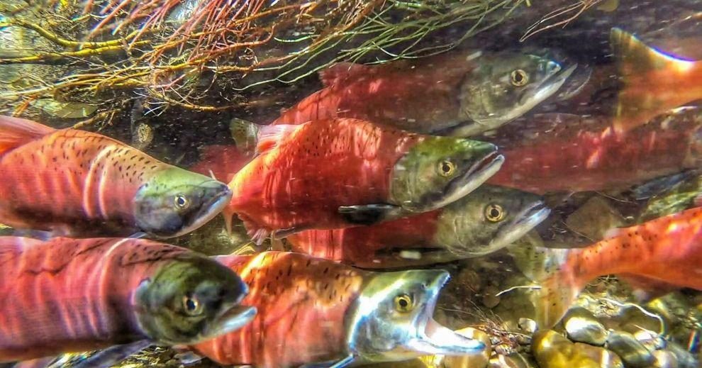 Ogden, Utah’s Kokanee Salmon Run | Visit Ogden