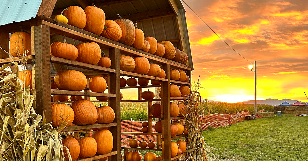 Pick the Perfect Pumpkin in Weber County | Visit Ogden